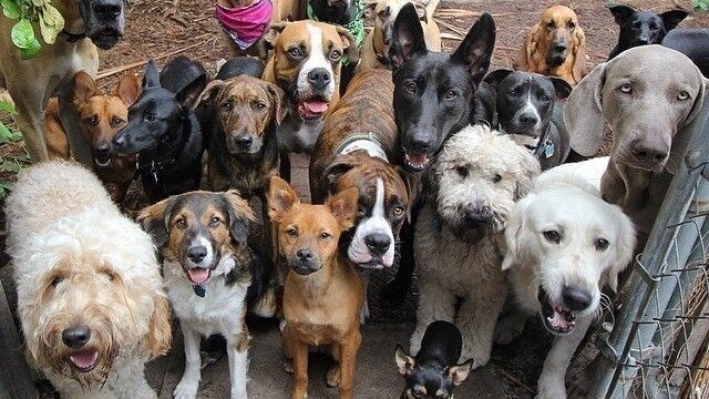 Petition · Improve Welfare Standards for All Dogs - Philippines ...
