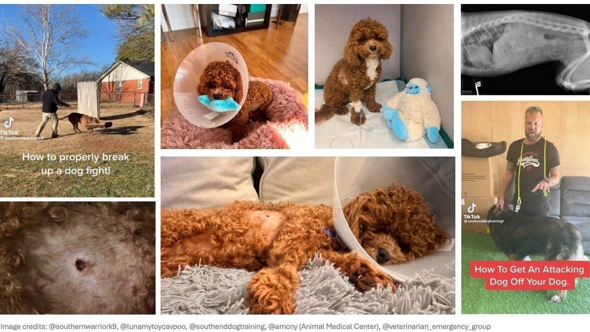 Petition · 🐾 Paws for Safety Pledge 🐾 - Prevent dog attacks with ...