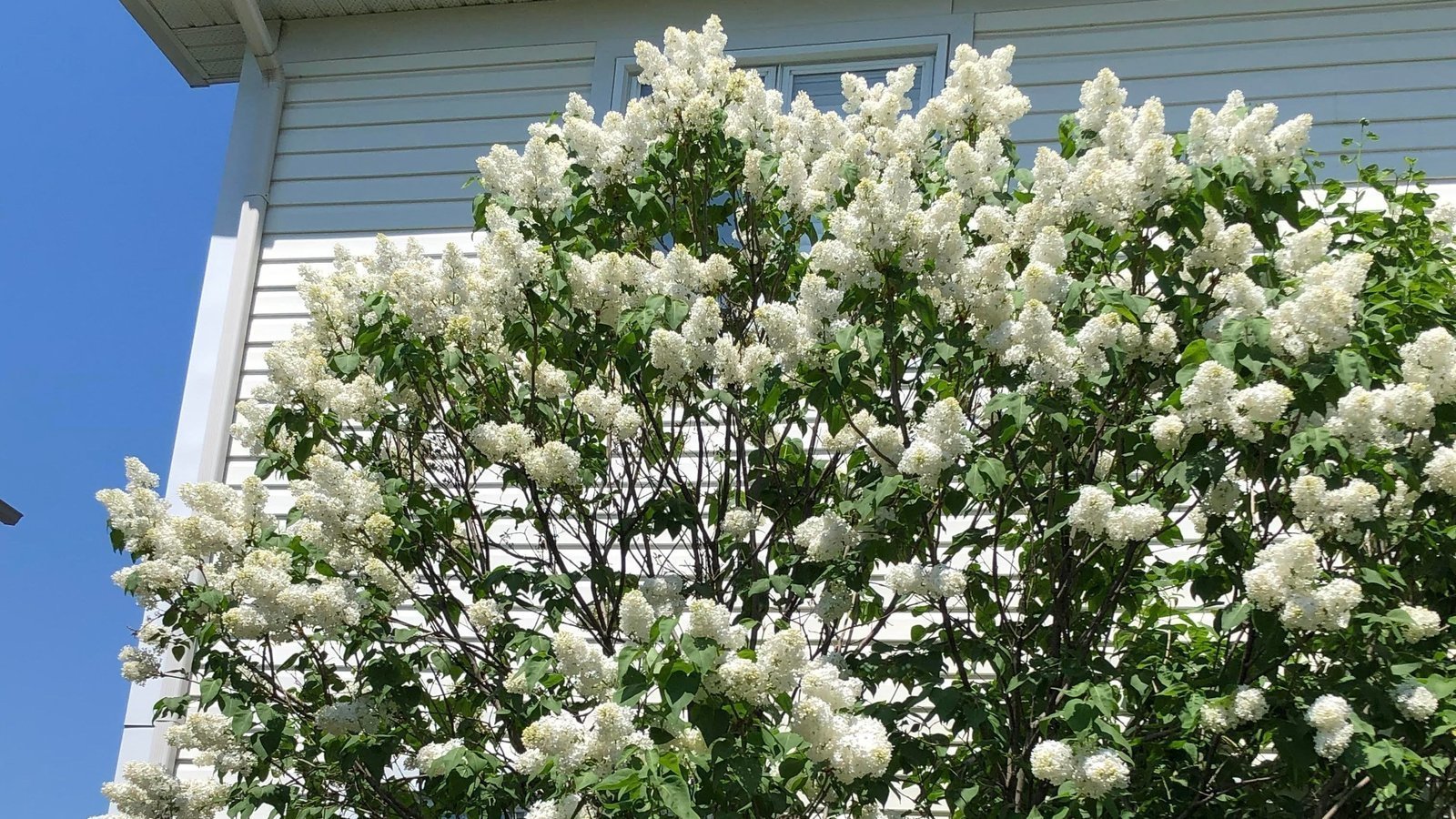 Petition · STOP THE CHOP (save an insignificant tree) - Canada · Change.org