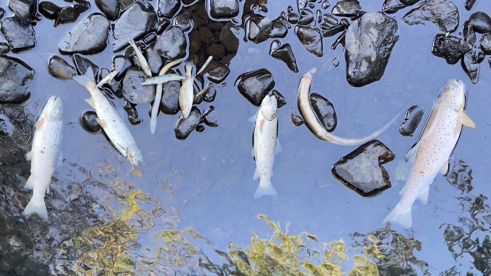 Petition update · NEW PETITION 41,000 and todays press · Change.org ...