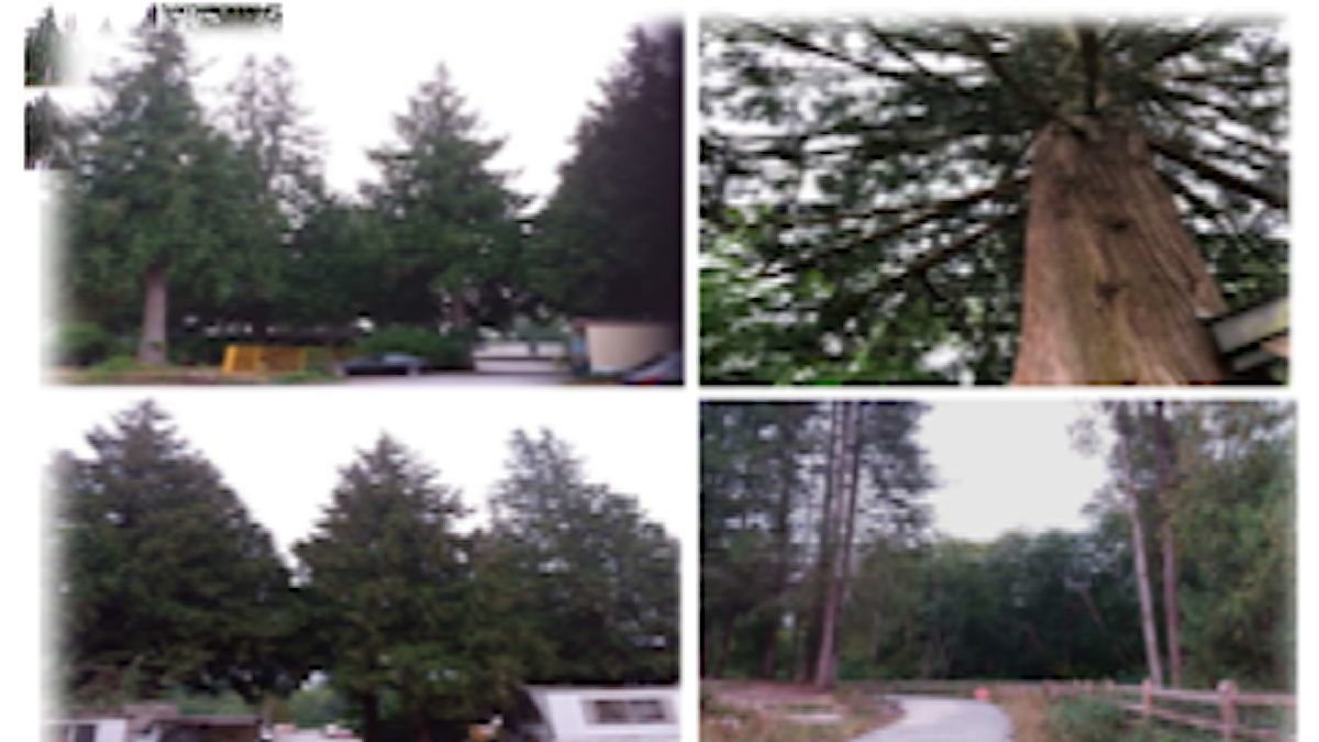 Petition · SAVE 10 - 400 YEAR OLD HERITAGE TREES IN SURREY BC - Canada ...