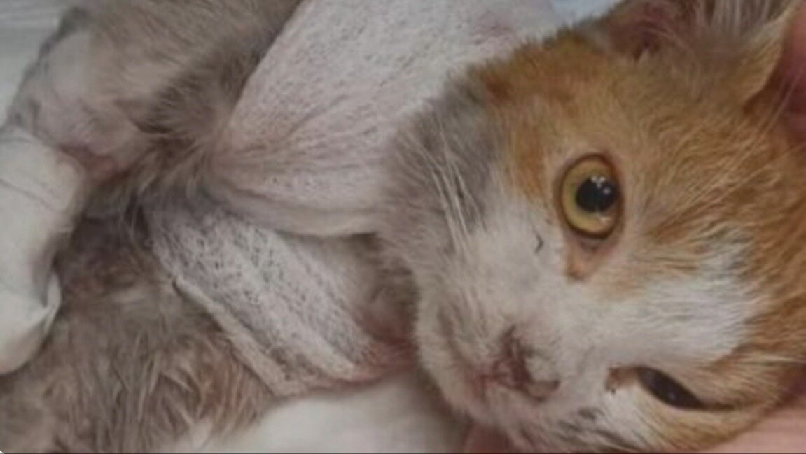 Petizione · Chiediamo Giustizia legale per il gatto Leone scuoiato vivo ...