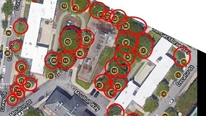 Petition · Protect Charlestown’s Tree Canopy (PCTC) - Boston, United ...