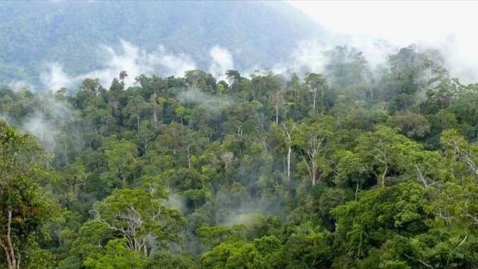 Petisi · Hentikan tebangi hutan alam untuk produksi pulp dan kertas ...