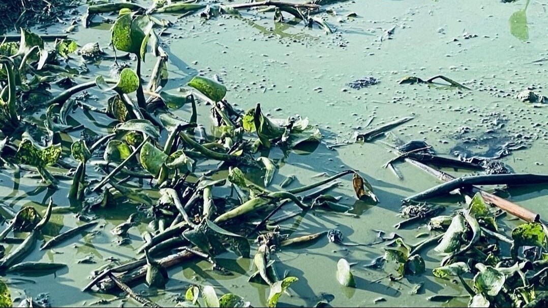 Petition · Address Water Pollution ; Lake Victoria is on her deathbed ...