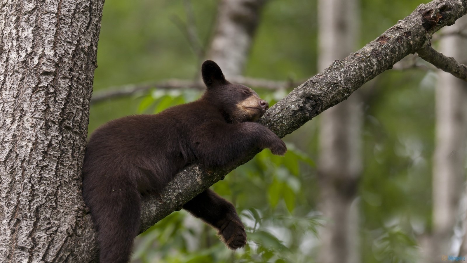 Petition · Make the Kentucky Black Bear a “State Animal” - United ...