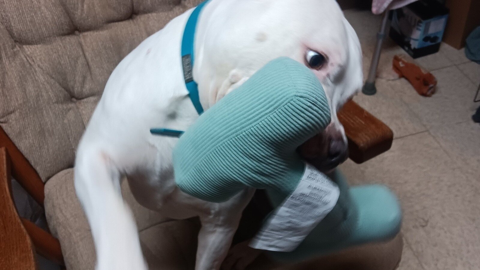 Petition · Stop unfair accusations against service dog in Anna, IL ...