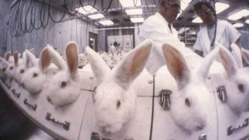 Petition · I would like you to help stop PETA and animal testing ...