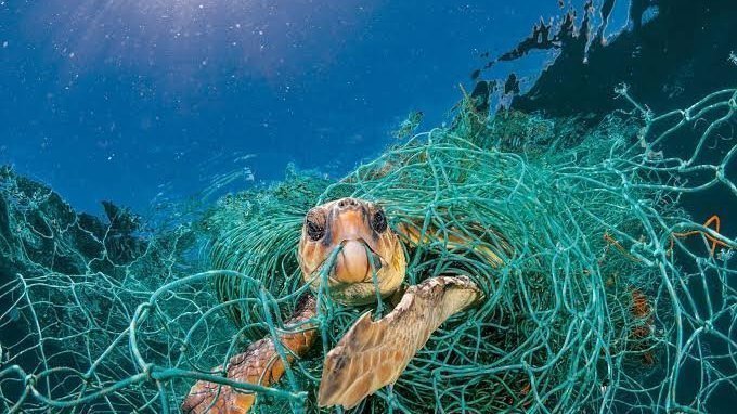 Petition · Help Marine Life - New Zealand · Change.org