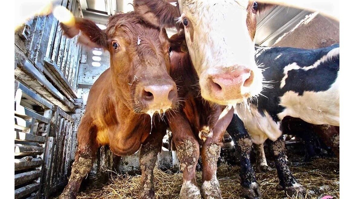 Petition · End JBS Slaughterhouse - United States · Change.org