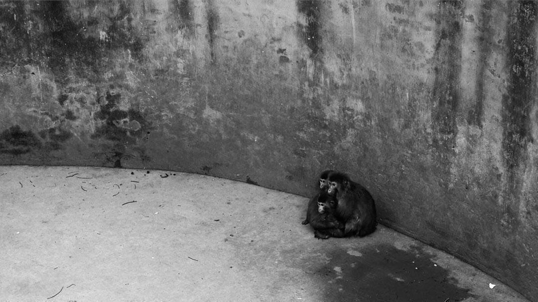 Petition · Stop the severe neglect at Tianjinghu Zoo! · Change.org