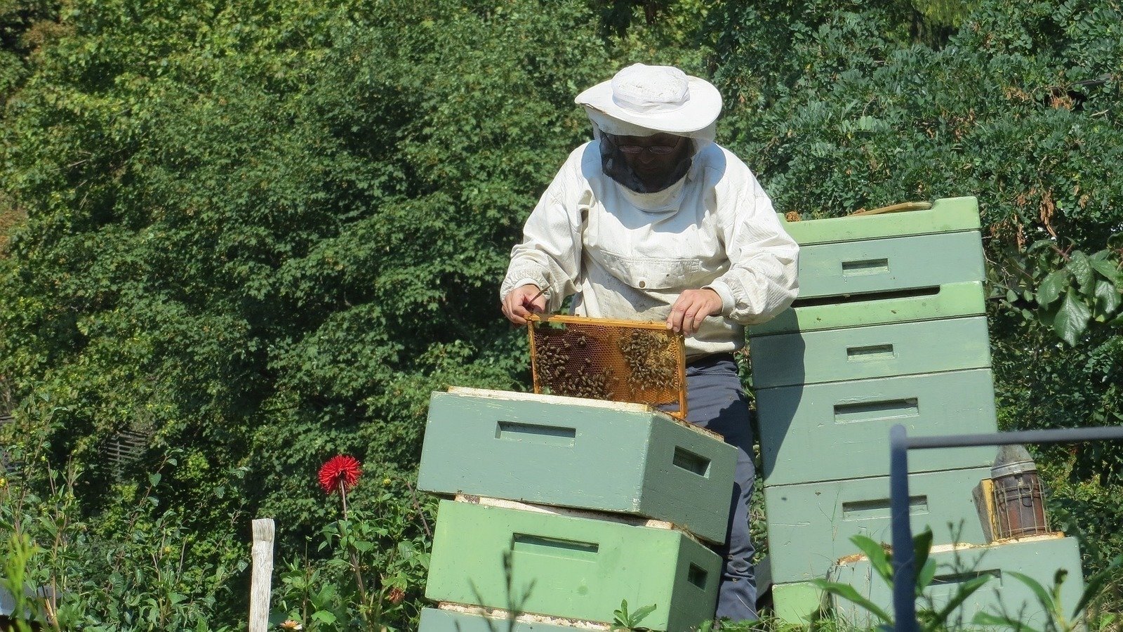 Petition · Foreign honey bankrupting Canadian beekeepers! Stop blending ...