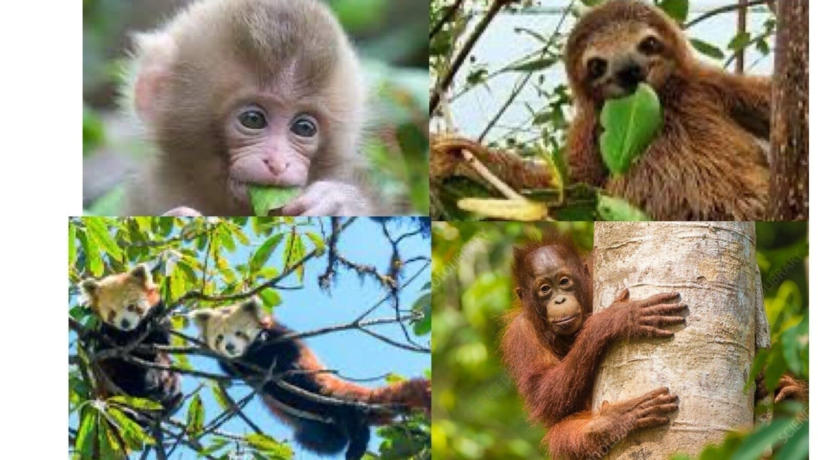 Petition · Reduce Deforestation for Paper and Oil Production - United ...