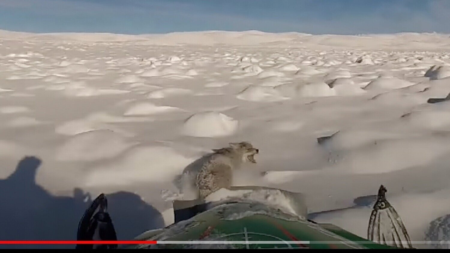 Petition · Michiganders: Stop the Torturous Killing of Wild Canines ...