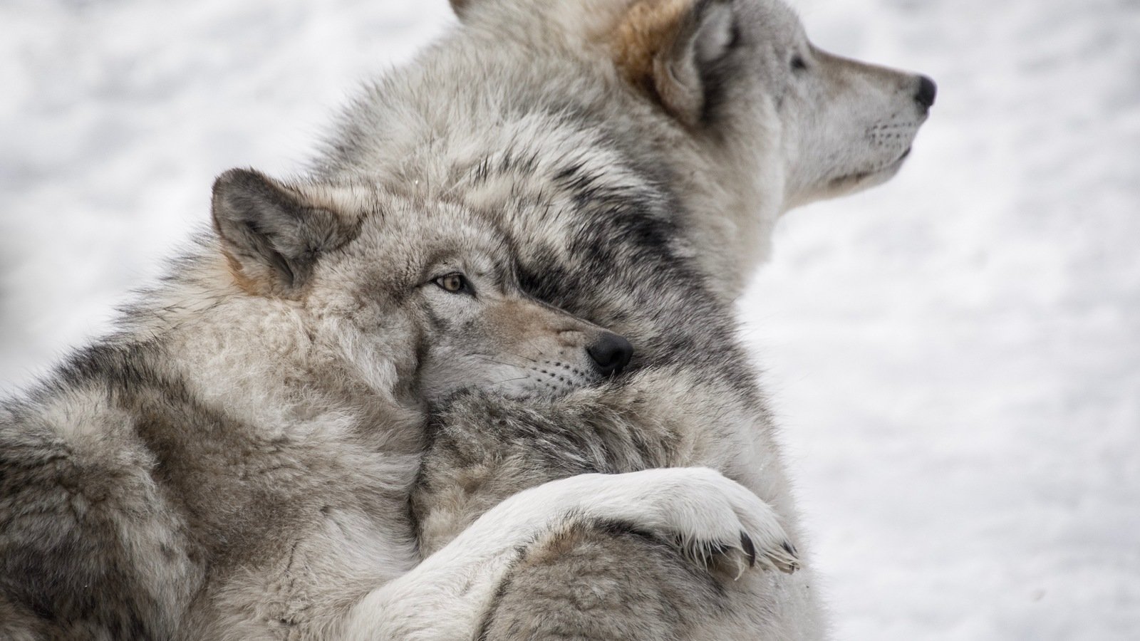 Petition update · Gray Wolves are protected under the Endangered ...