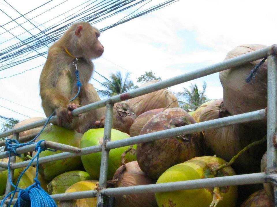 Petition · Whole Foods: Do Not Support the Use of Monkeys to Harvest ...