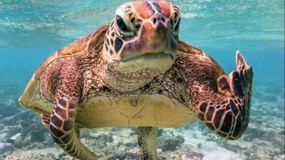 Petition · Stop using plastic straws to save the turtles - Philippines ...
