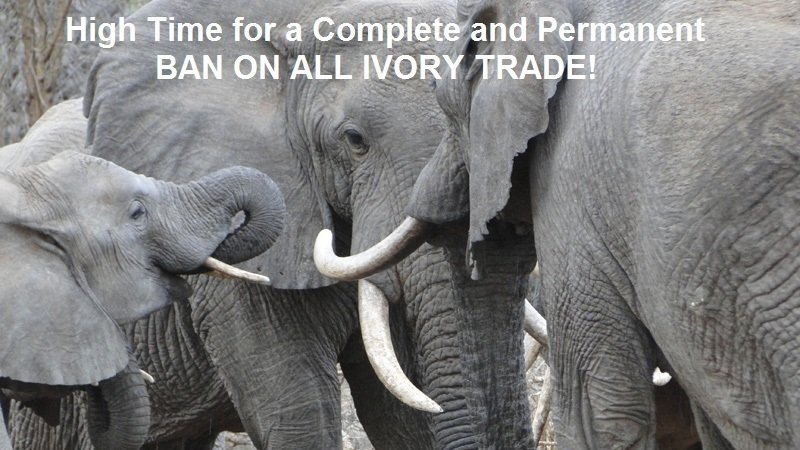 Petition · High Time for a Complete and Permanent Ban on All Ivory ...
