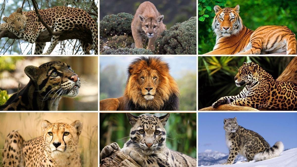 Petition · Save our Big Cats - India · Change.org