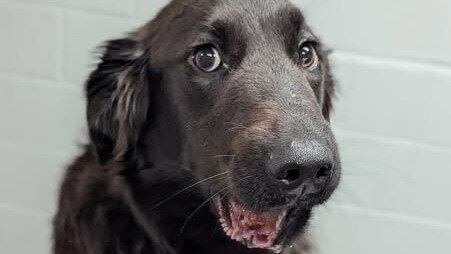 Petition · Demand an investigation into the intentional torture and ...