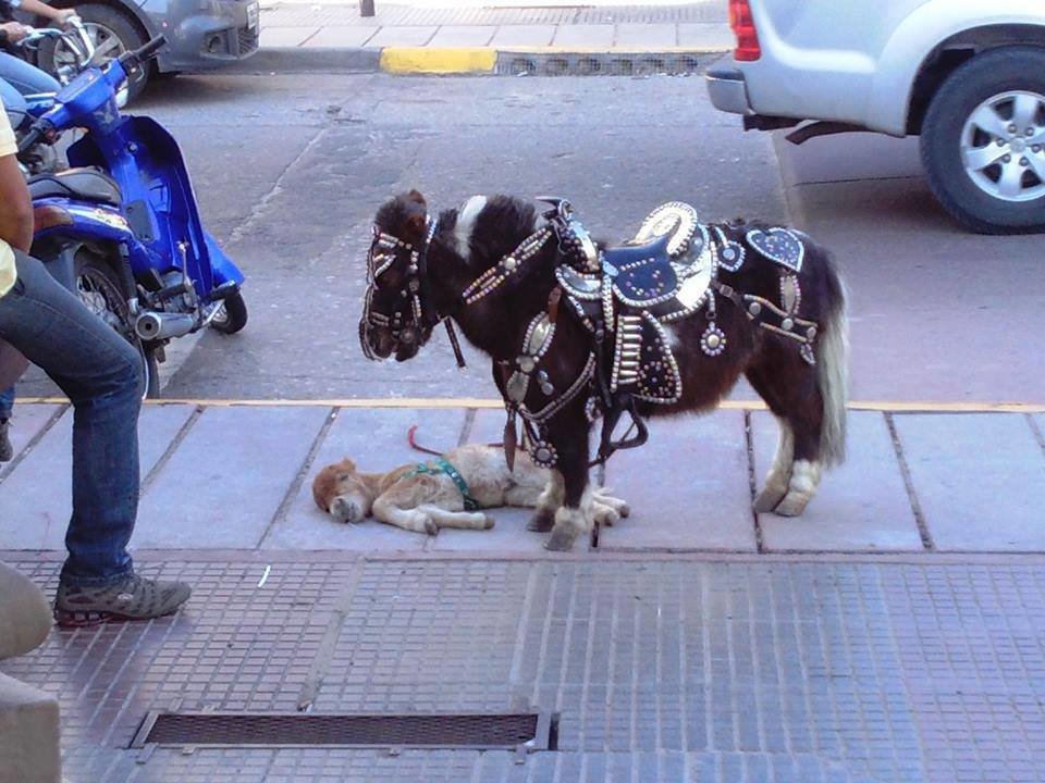 Petición · TERMINAR CON LA EXPLOTACION ANIMAL - Argentina · Change.org