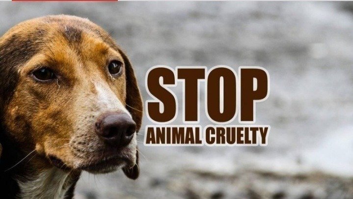 Petition · Stop Animal Abusing! - Philippines · Change.org