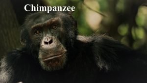 Petition · bring alpha chimp to gog - United States · Change.org