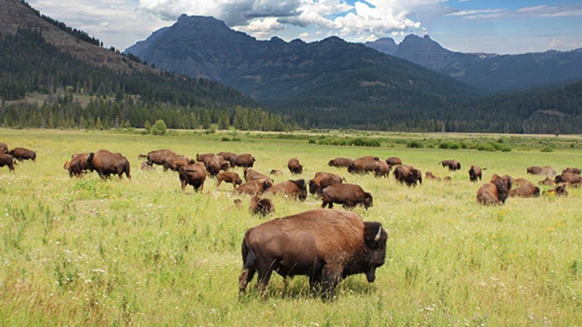 Petition · Help Bring Buffalo Back to Tribal Lands - United States ...