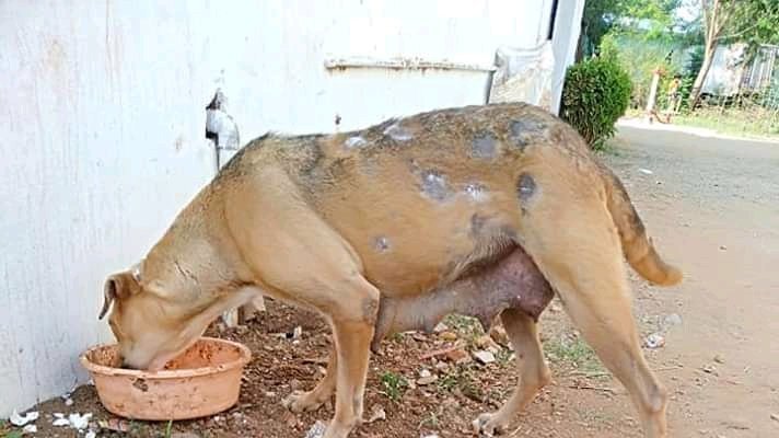 Petition · Stray dogs protection - India · Change.org