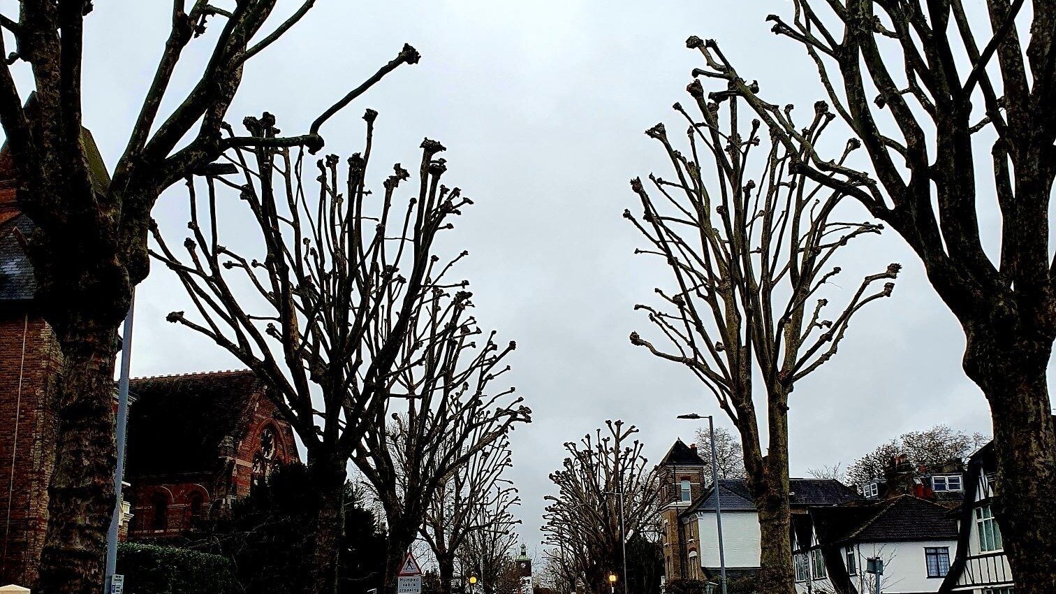 Petition · Stop London Councils' from Killing Street Trees with 3 ...