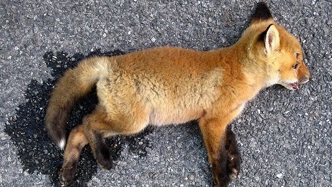 Petition · 'Virtual Fences' in the UK to Lessen Roadkill and Road ...