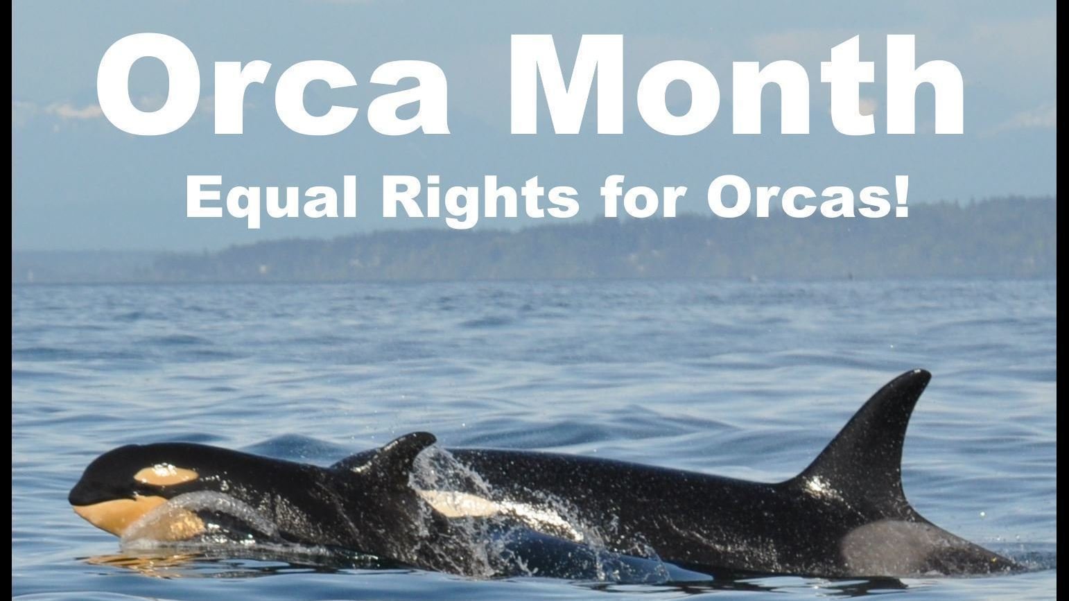 Petition update · Orca Action Month! · Change.org · Change.org