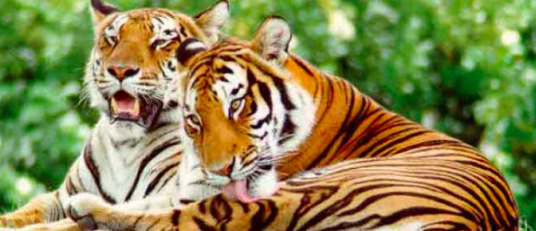 Petition Save The Nepal Tigers Australia Change Org