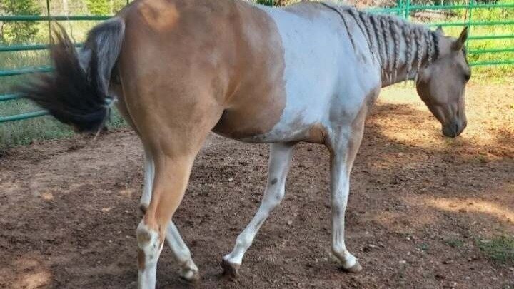 Petition · Establish a Full-Time Equine and Cattle Vet in Benewah ...