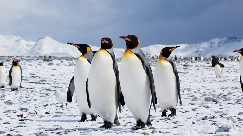 Petition · save the penguins · Change.org