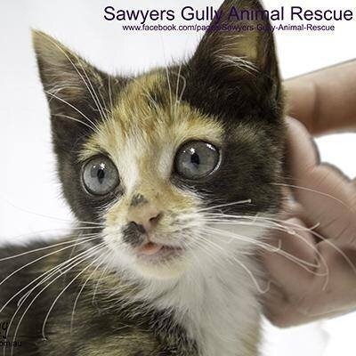 Petition · Leave Sawyers Gully Animal Rescue at Weston alone, stop ...