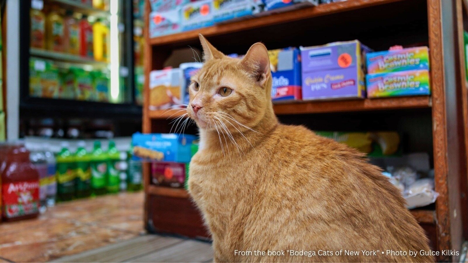 Petition · Legalize Bodega Cats and Protect NYC’s Working Shop Cats ...