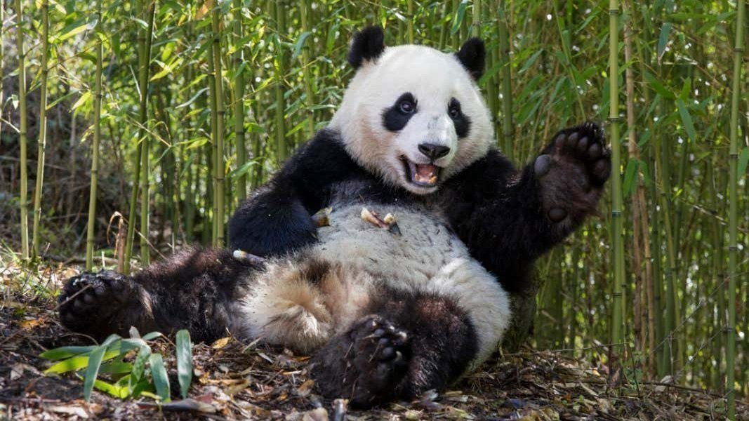 Petition · SAVING GIANT PANDAS (A STEP TOWARDS A SAFE HABITAT ...