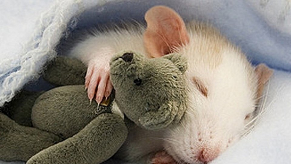 Petition · End Rat Discrimination In Billings! - Billings, United ...