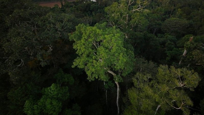 Petition · Stop extensive cattle ranching and deforestation in the ...