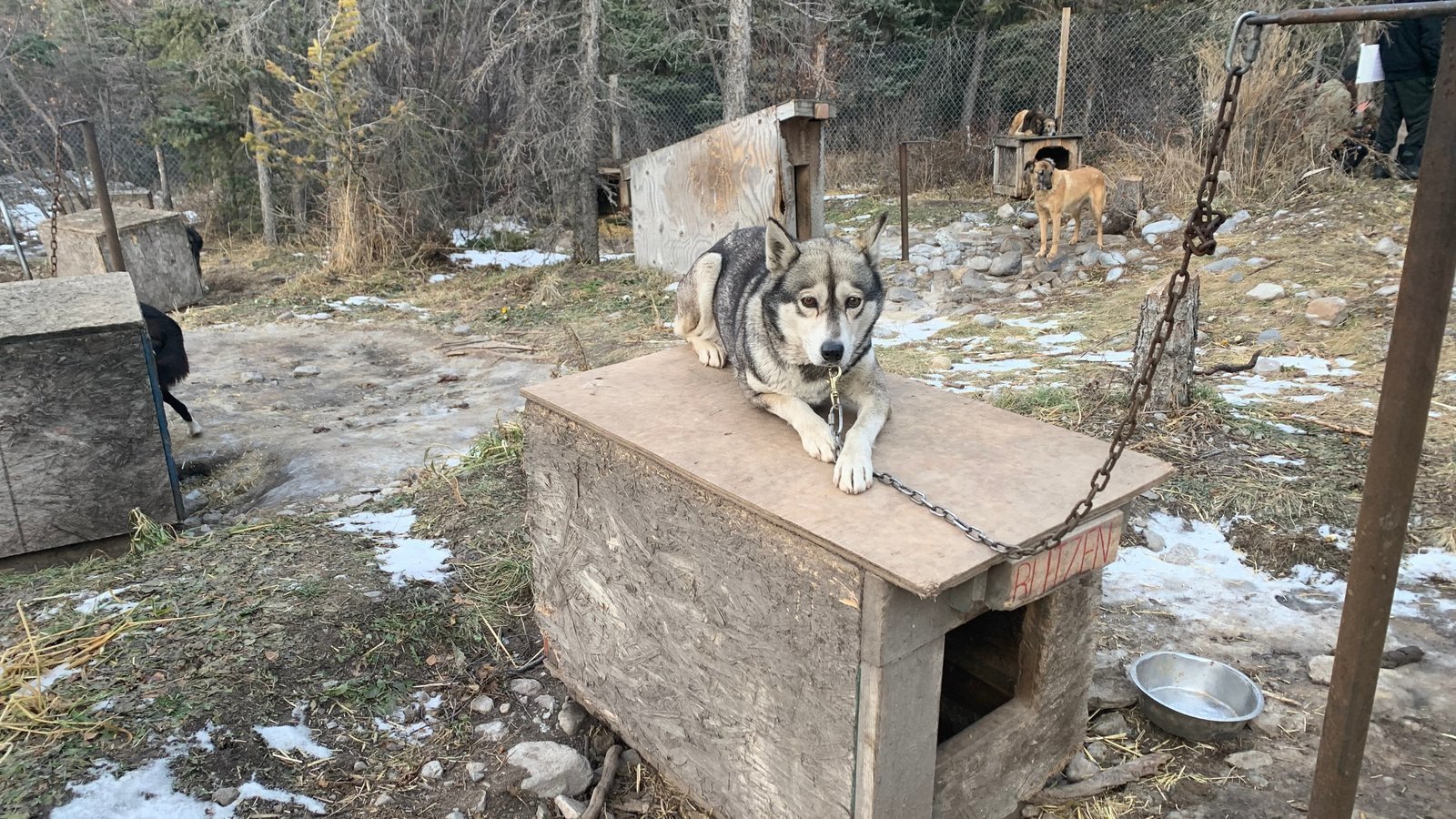 Petition · Ban Dog Tethering in Alberta - Canada · Change.org