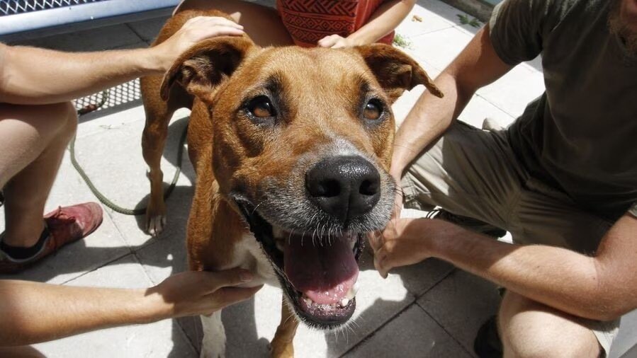 Petition update · It’s time to hold SPCA Tampa Bay’s CEO and board ...