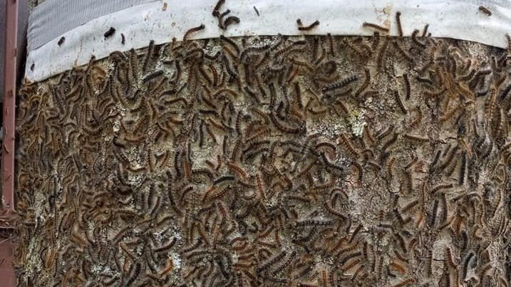 Petition · Norman Township Michigan Citizens Supporting Gypsy Moth ...