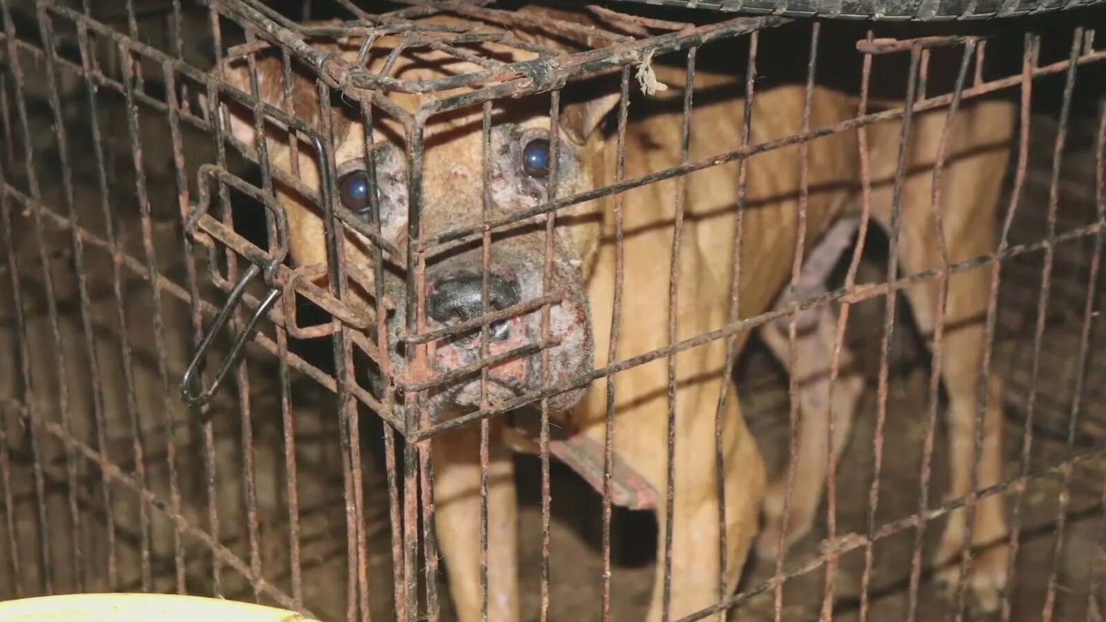 Petition · Demand Maximum Sentence for Brian Maclin for Animal Cruelty ...