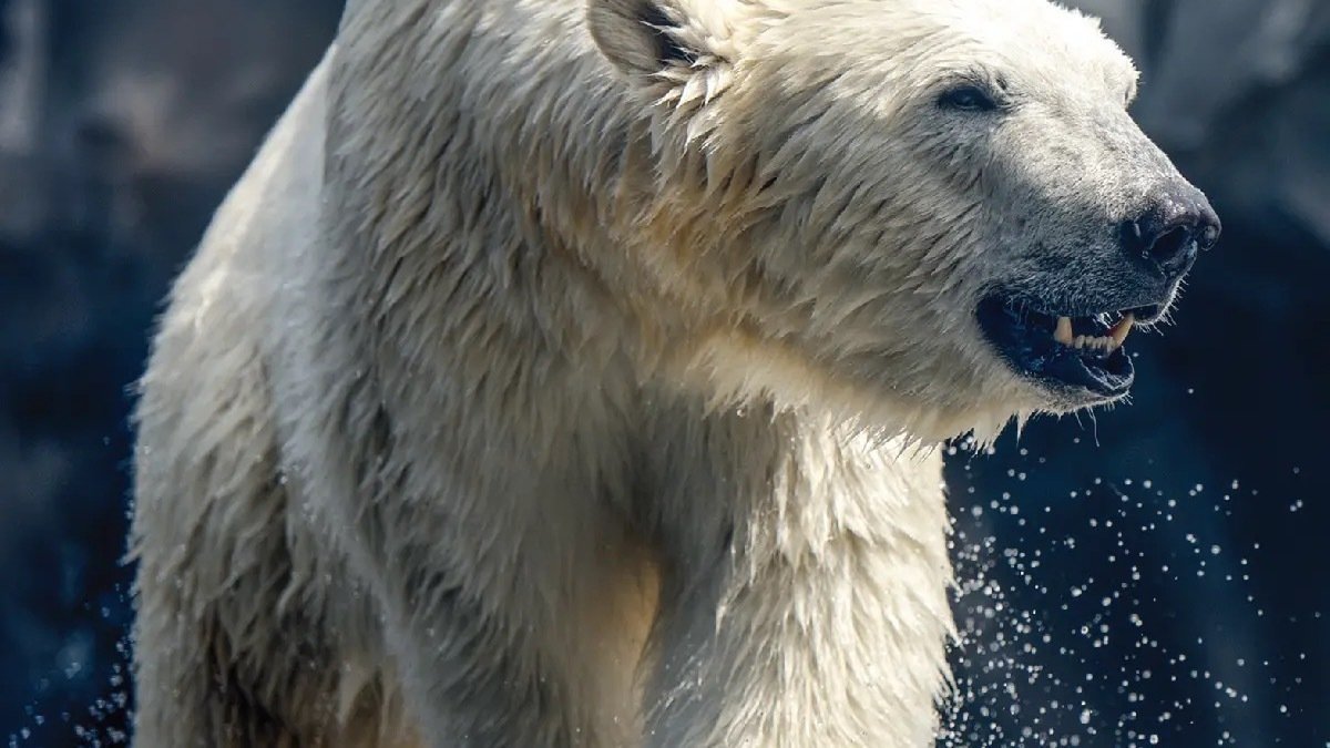 Petition · SAY NO TO THE WILLOW PROJECT BEFORE IT’S TO LATE! - United ...