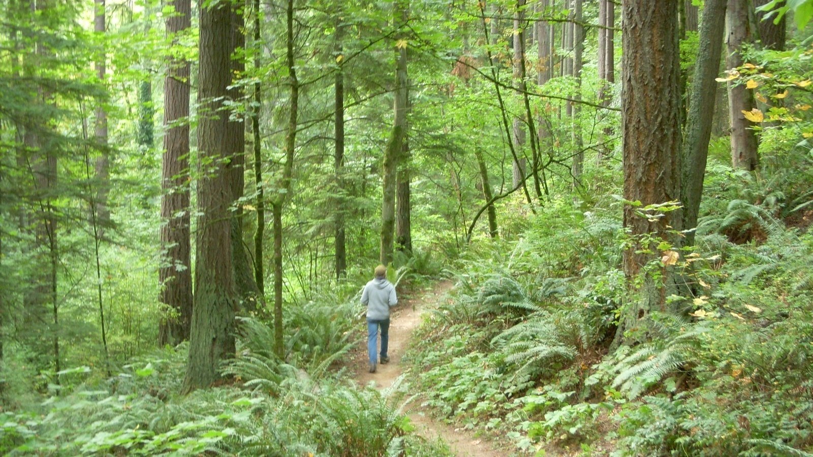 Petition · MAKE FOREST PARK SAFE AGAIN - Portland, United States ...