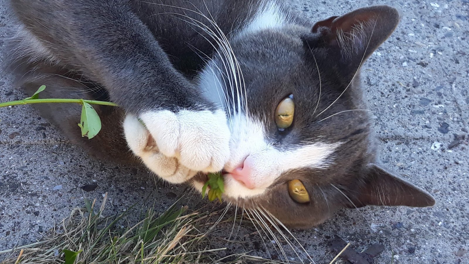 Petition · SAVE CATS!! CHANGE LAW SO AGAINST LAW TO HIT AND RUN ON A ...