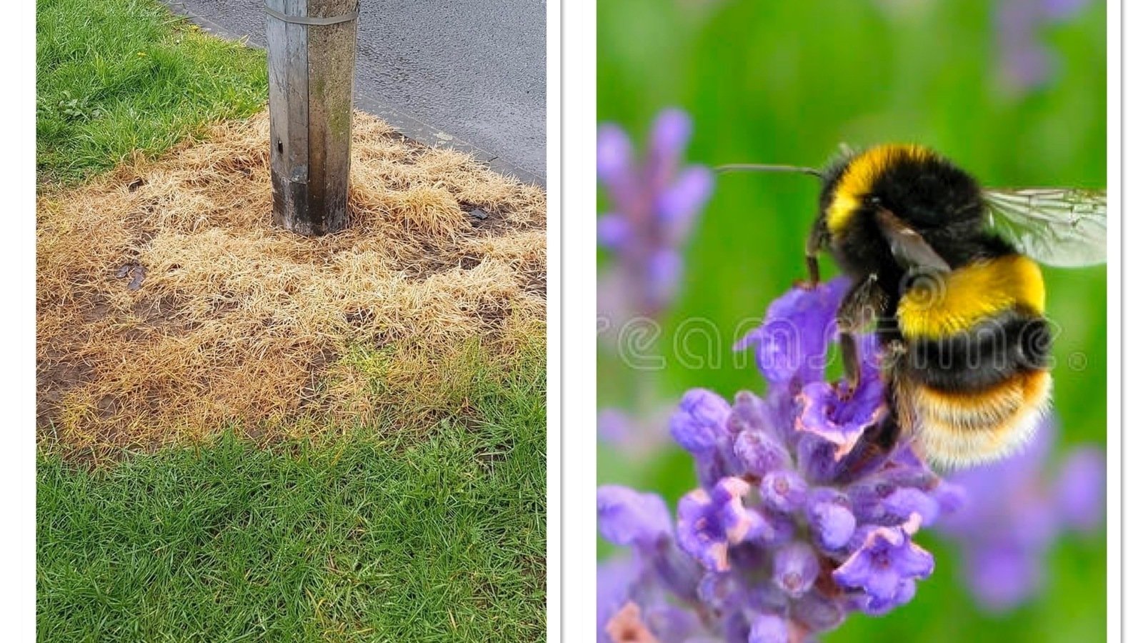 Petition · Save The Bee Go Pesticide Free! Ban the use of Pesticides ...