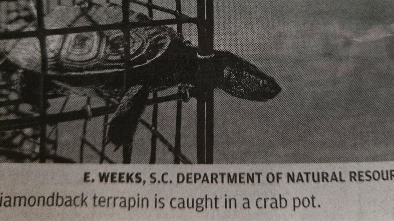 Petition · Implement Mandatory Use of $4 Ring Devices to Protect ...