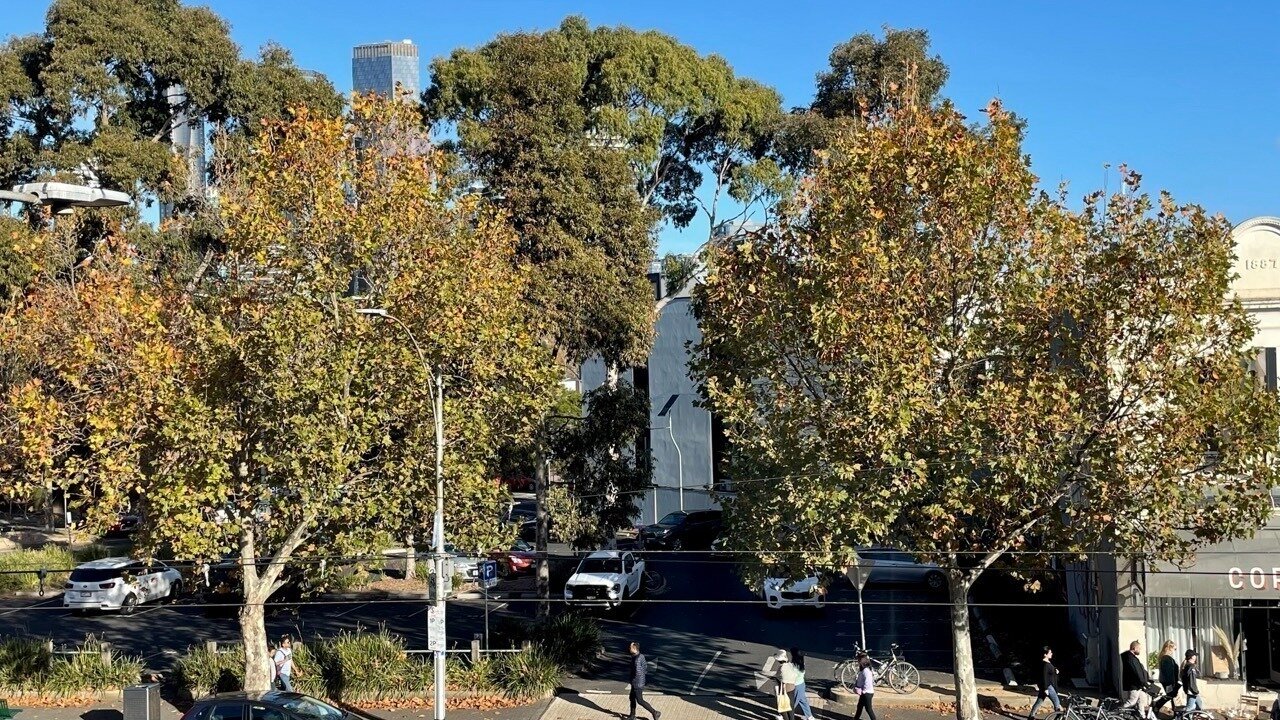 Petition · Stop Melbourne City Council from Removing Significant Native ...